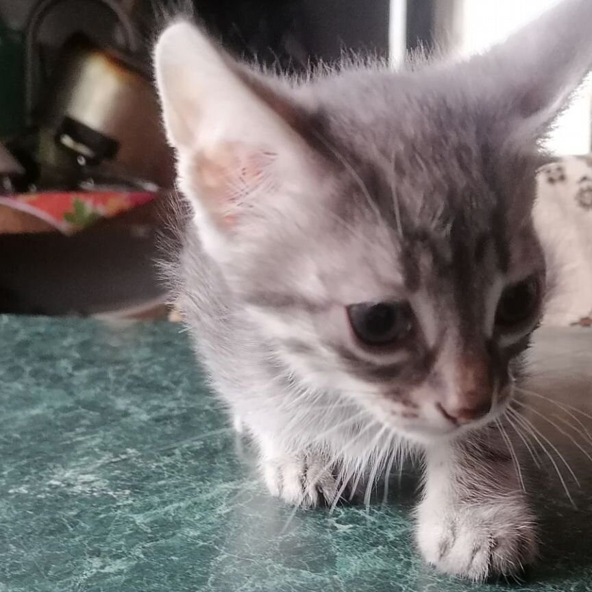Отдам в добрые руки котят