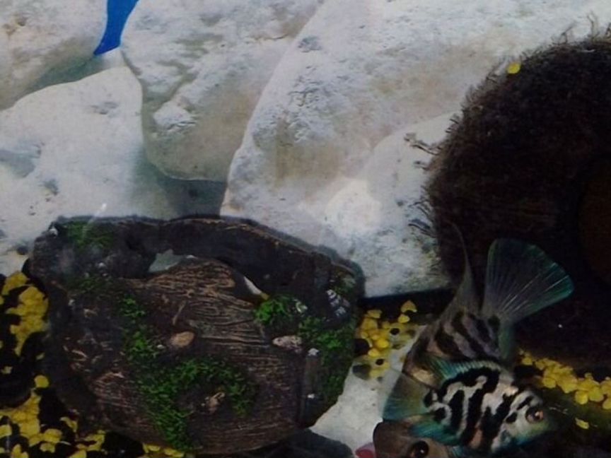 Рыбка сапфировый попугай