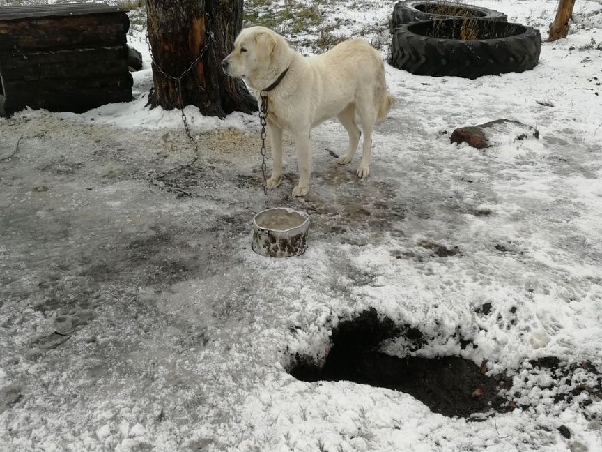 Отдам бесплатно Алабама 4 год