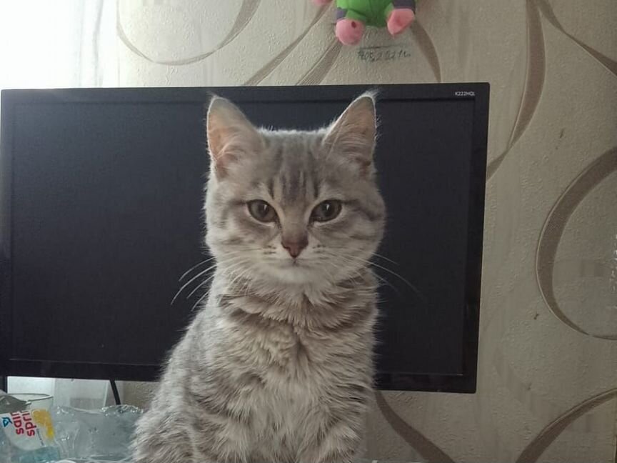 Кошки в добрые руки