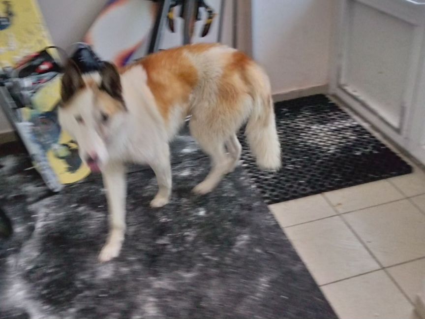 Найдена собака русская лайка