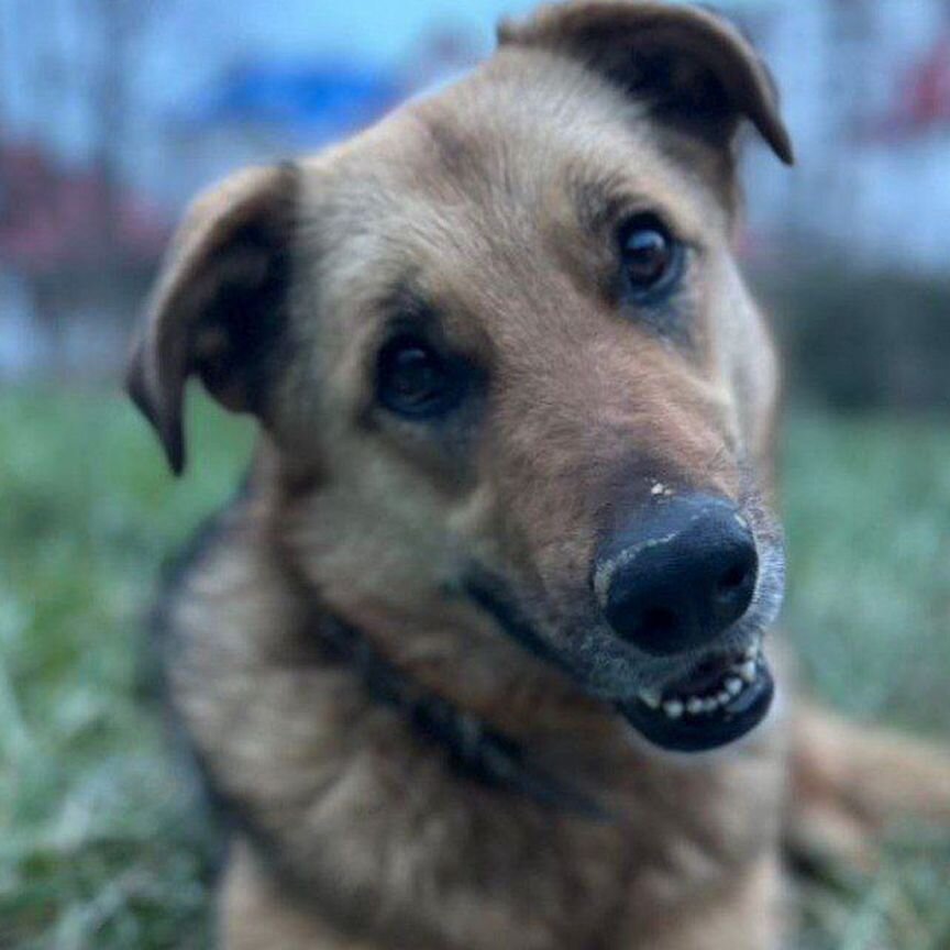 Взрослая собака в добрые руки