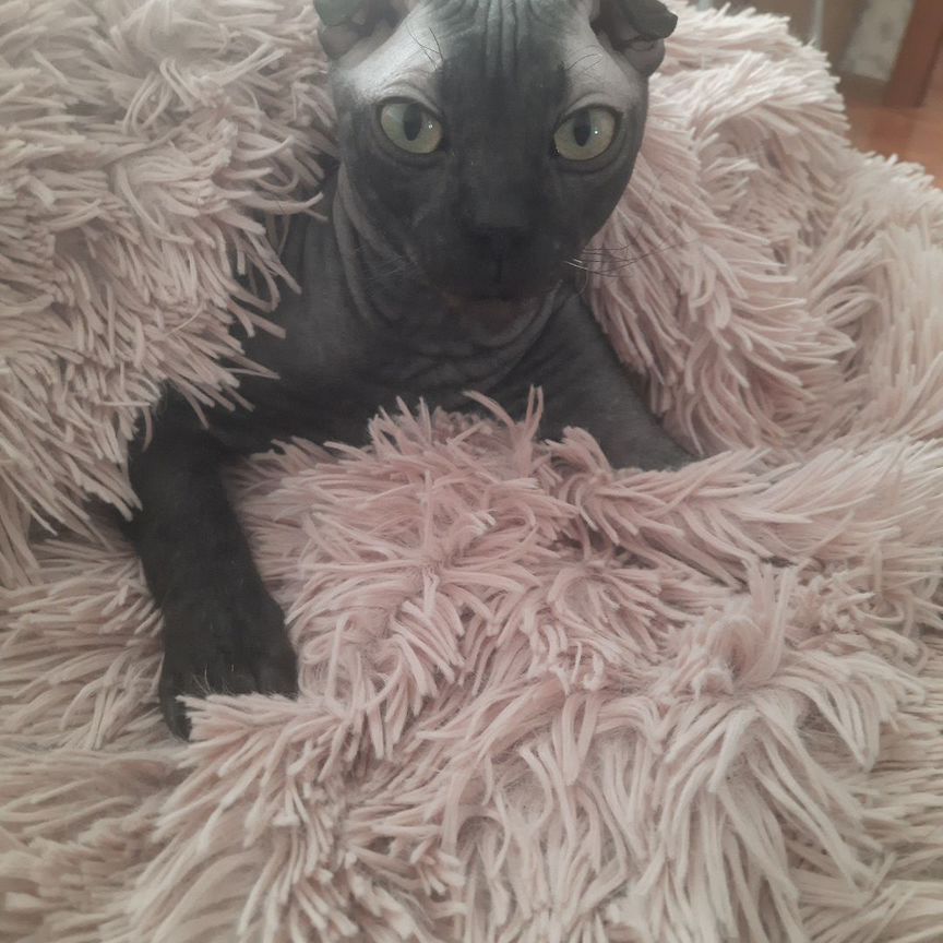 Кот сфинкс вязка