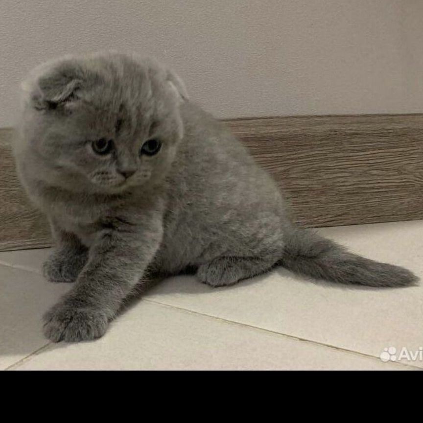 Шотландская кошечка вислоухая