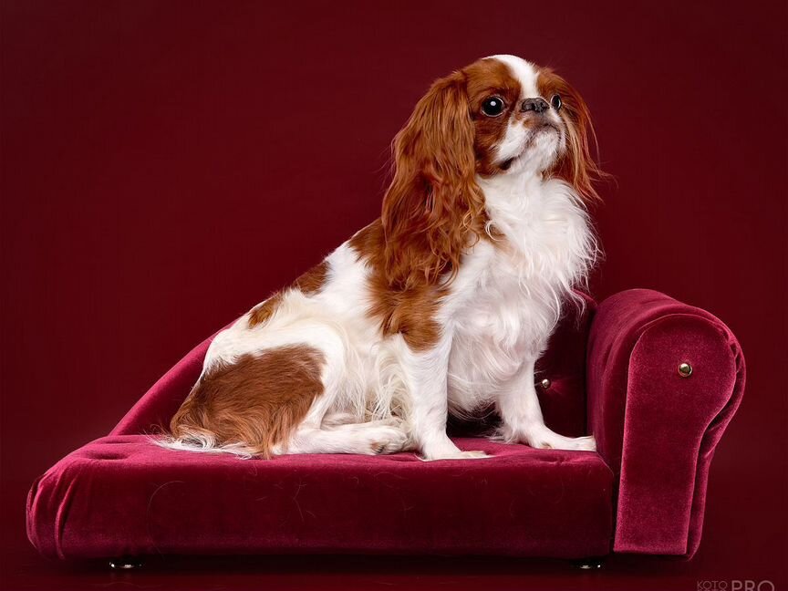 Вязка Кинг Чарльз Спаниель