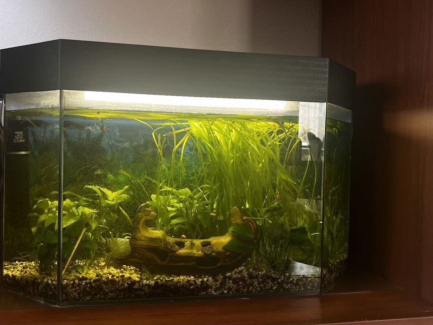 Акввриум действующий с рыбками