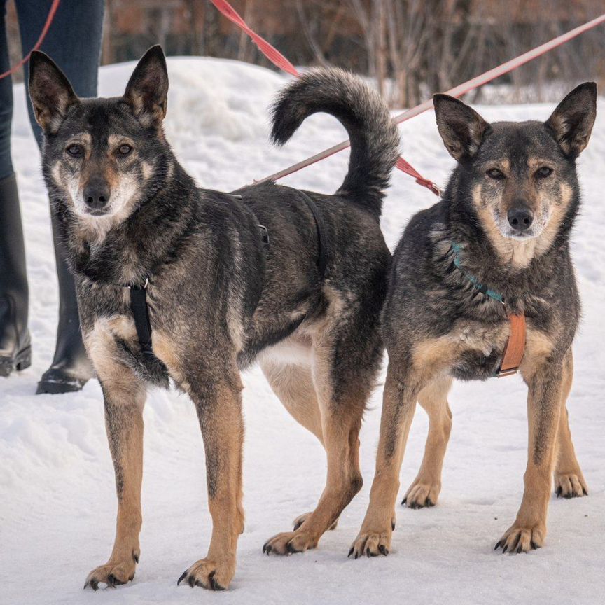 Нежные старушки из приюта