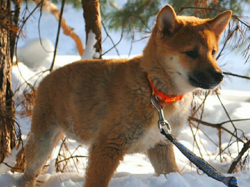 Сиба-ину. Щенки. Девочки