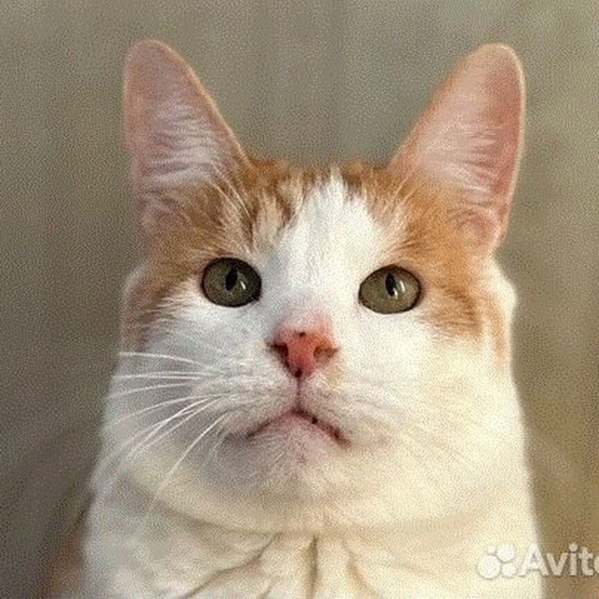 Классному рыжику Котичке очень нужен свой дом