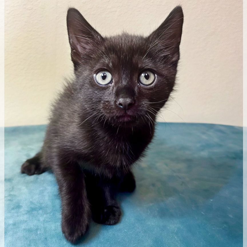 Манчкин котёнок