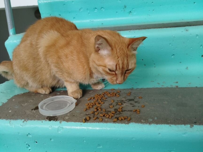 Кошка
