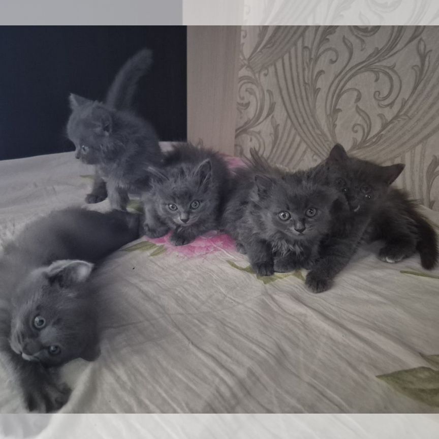 Отдам котят