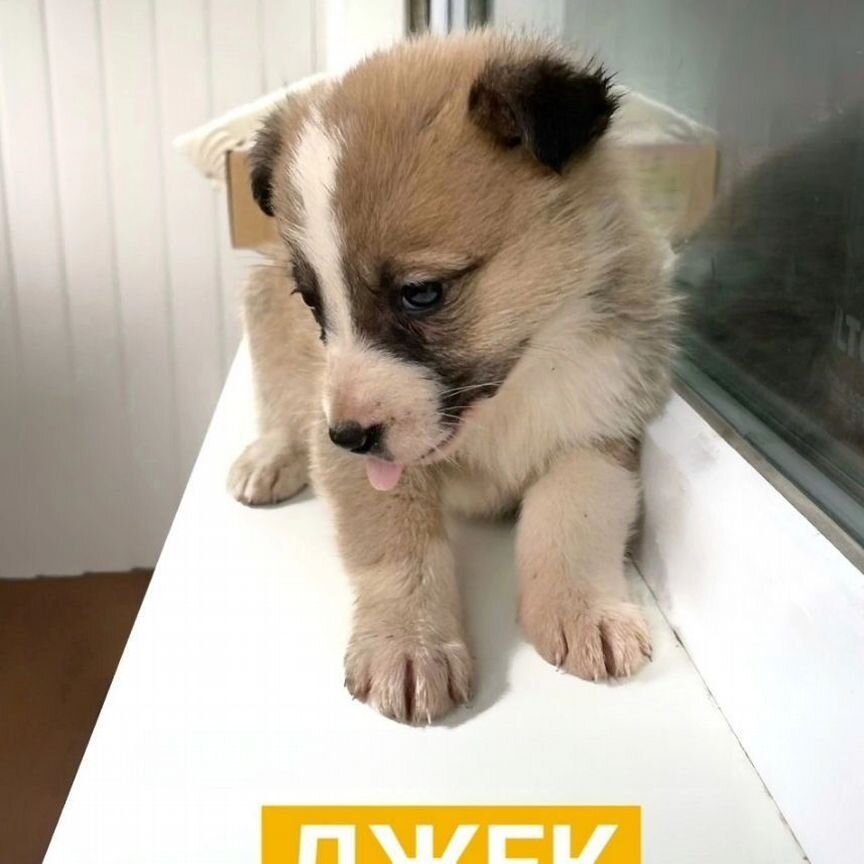 Щенок в добрые руки добрым людям