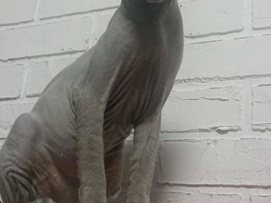 Кошки донской сфинкс