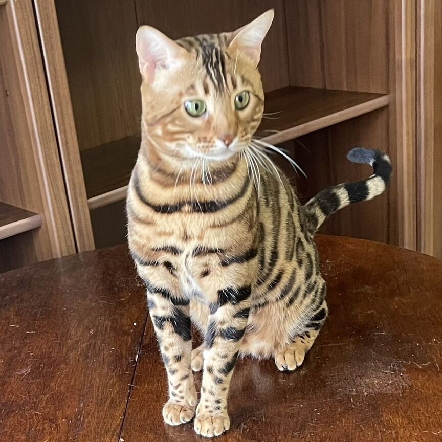 Бенгальская кошка