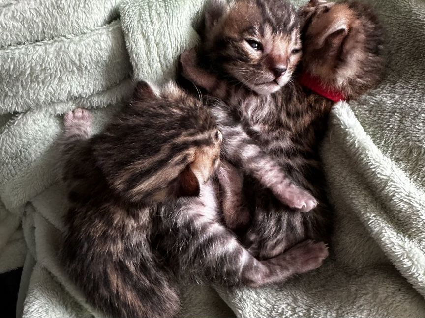 Бенгальские котята