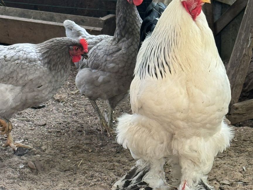 Петух и курицы