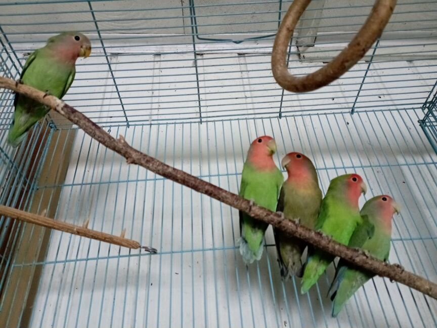 Попугай неразлучники птенцы