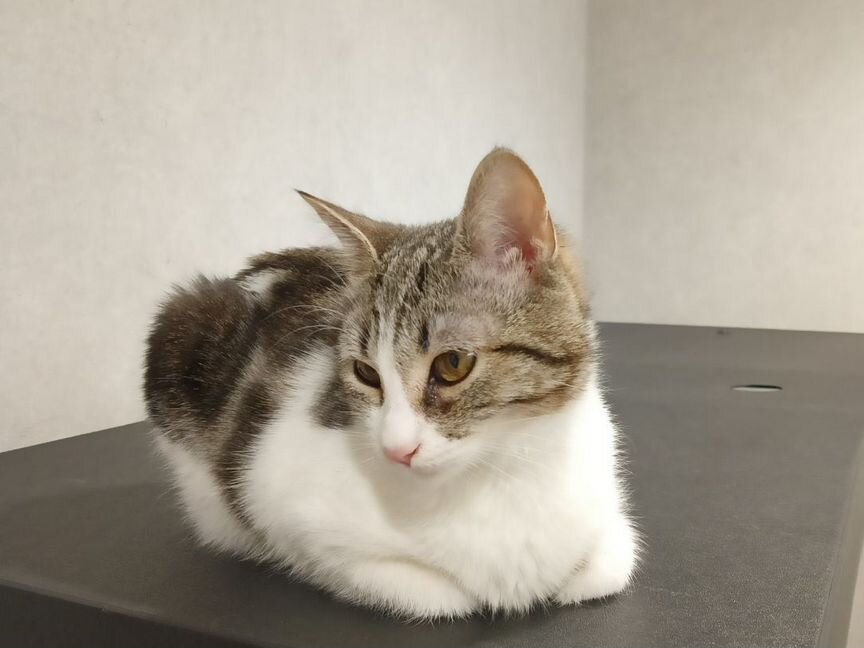 Лапочка девочка ищет дом