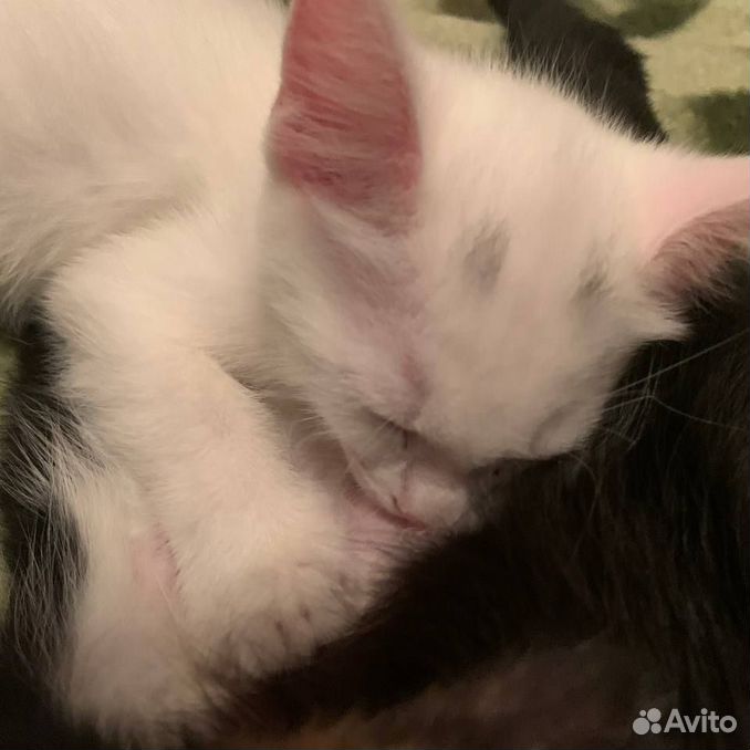 Котёнок. Котята. Кисуня