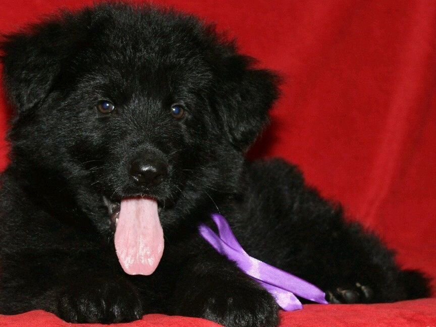 Немцы чистокровные черные -щенки черных овчарок