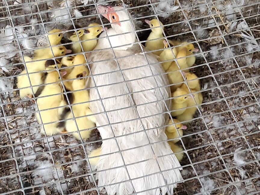 Индоутята с уткой