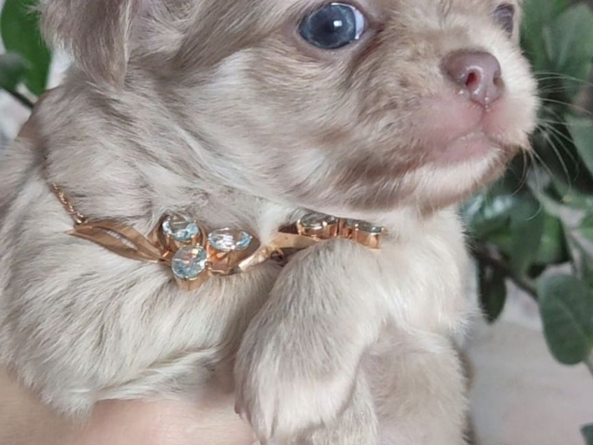 Элитный мальчик РКФ