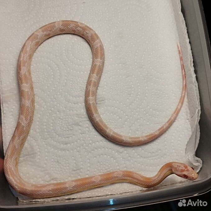 Змея маисовый полоз