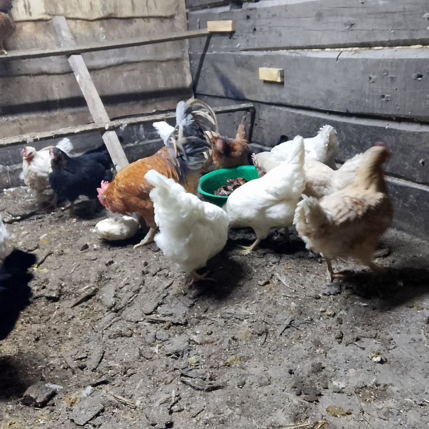 Продам куриц