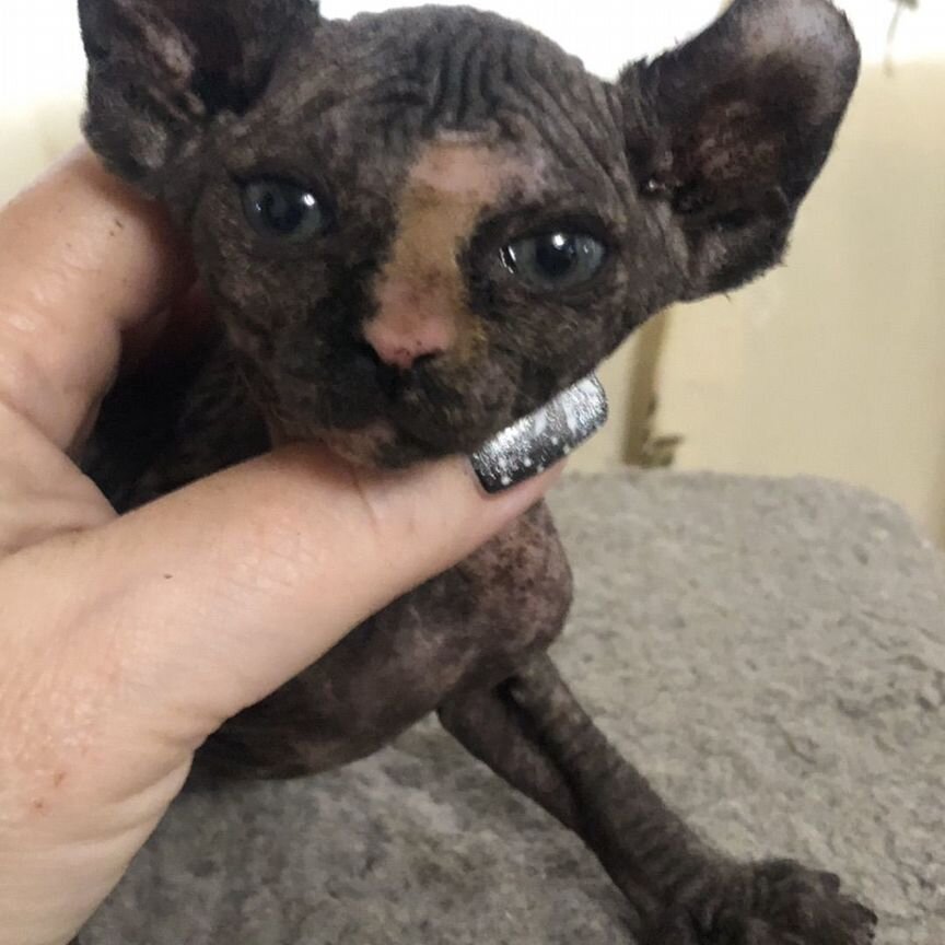 Котята сфинкс эльф