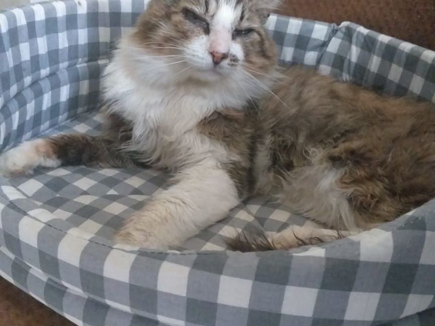 Котику Фунтику нужна помощь