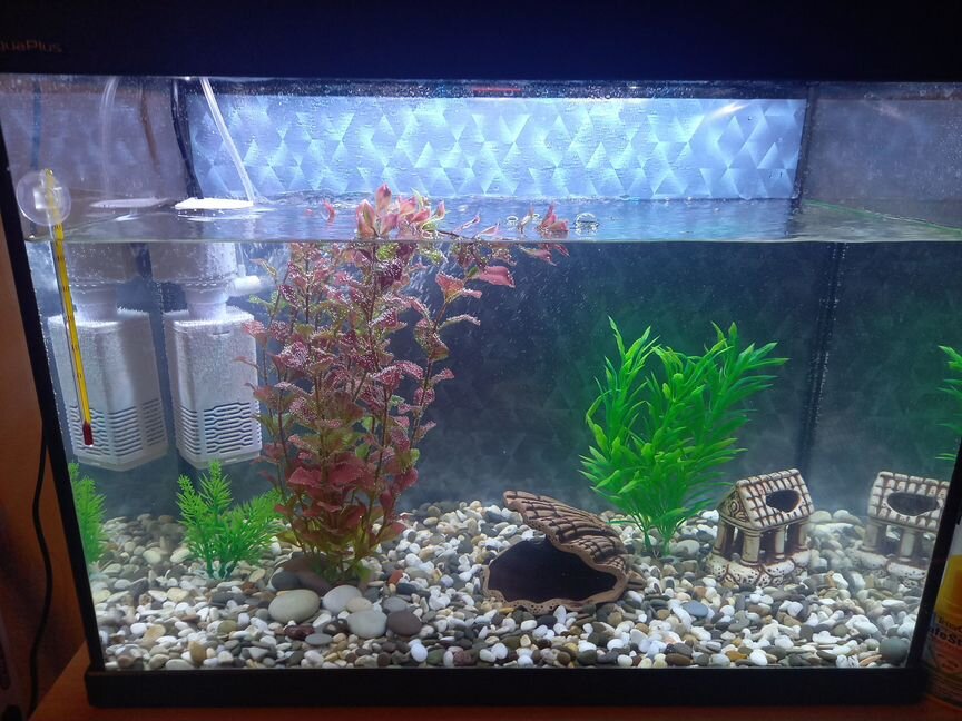 Аквариум с рыбками-коридорасы