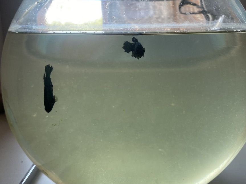 Аквариум с двумя самочками петушков