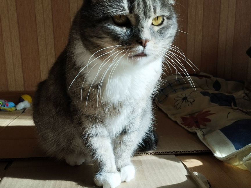 Кошка ищет дом