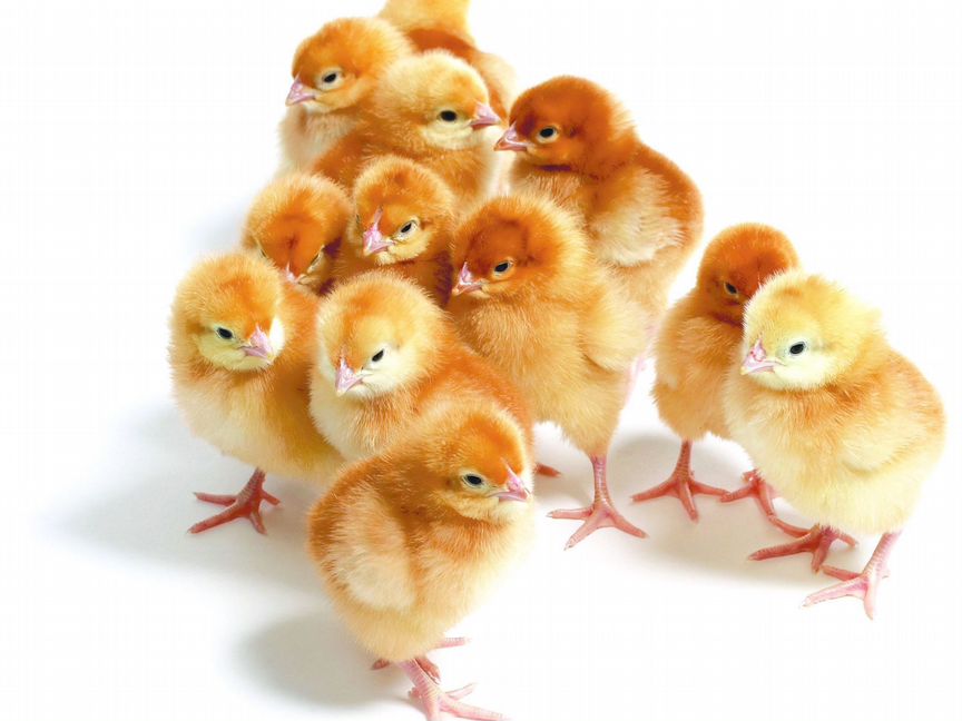 Цыплята Ред Бро