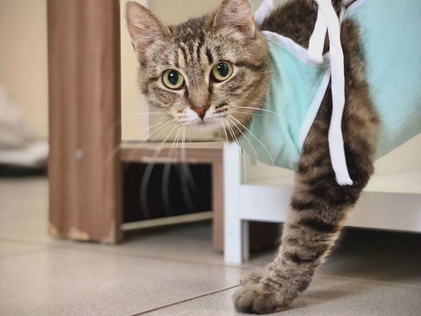 Молодая кошечка Муся, ей 9 месяцев