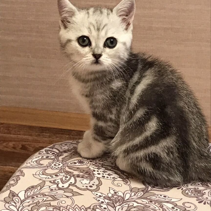 Симпатяга котик