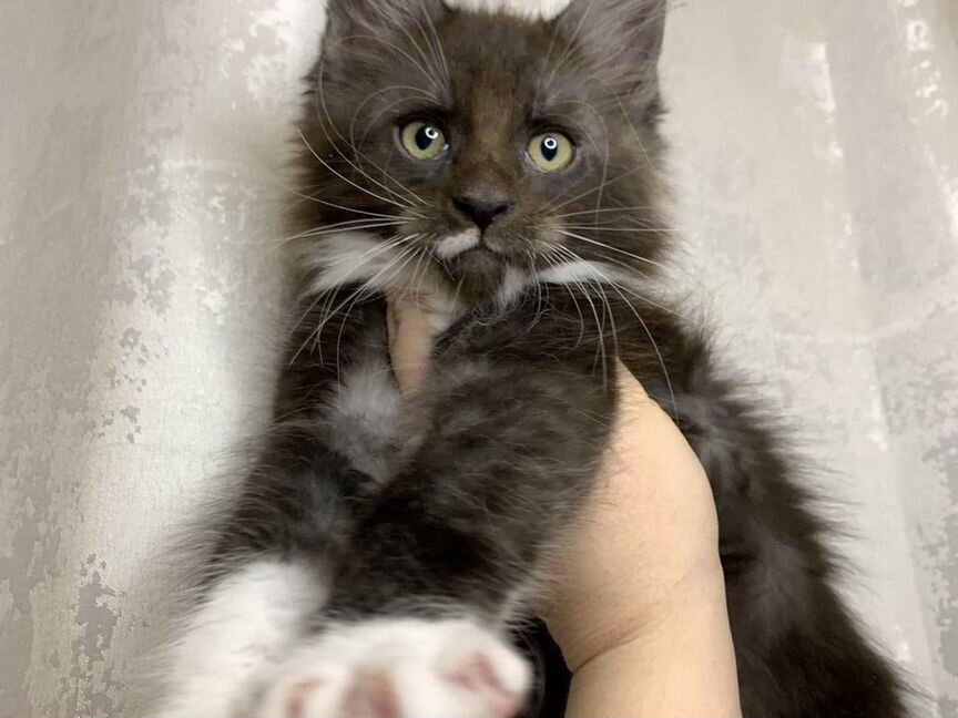 Мейн-кун котенок мальчик серебряный