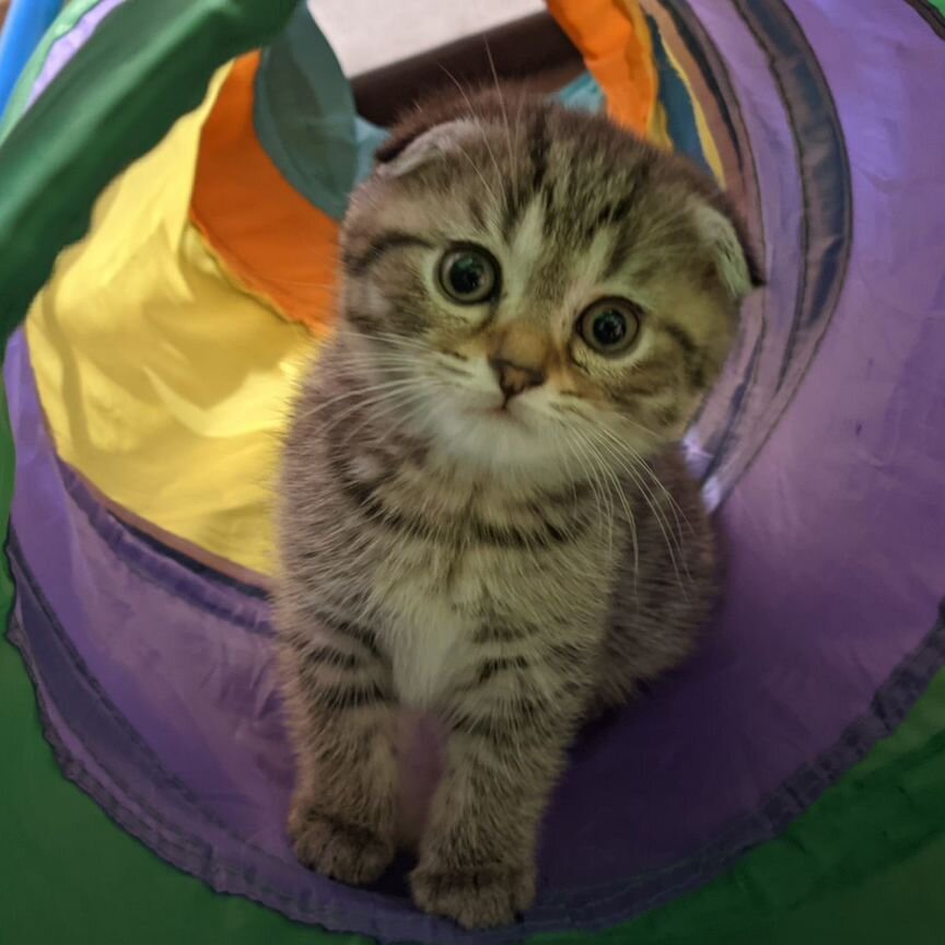 Шотландские вислоухие котята