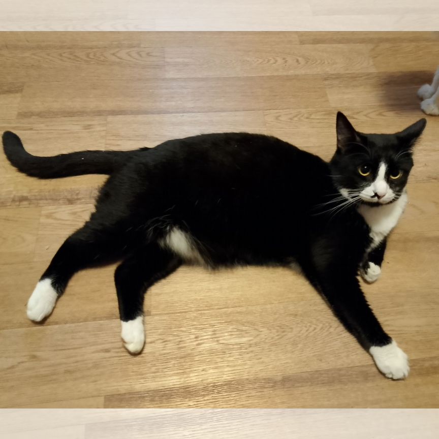 Экзотический короткошёрстный, взрослый кот