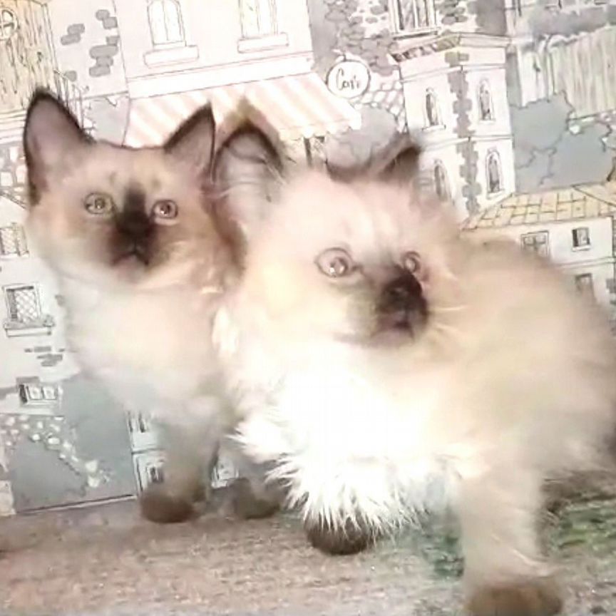 Сиамские котята(кошки)