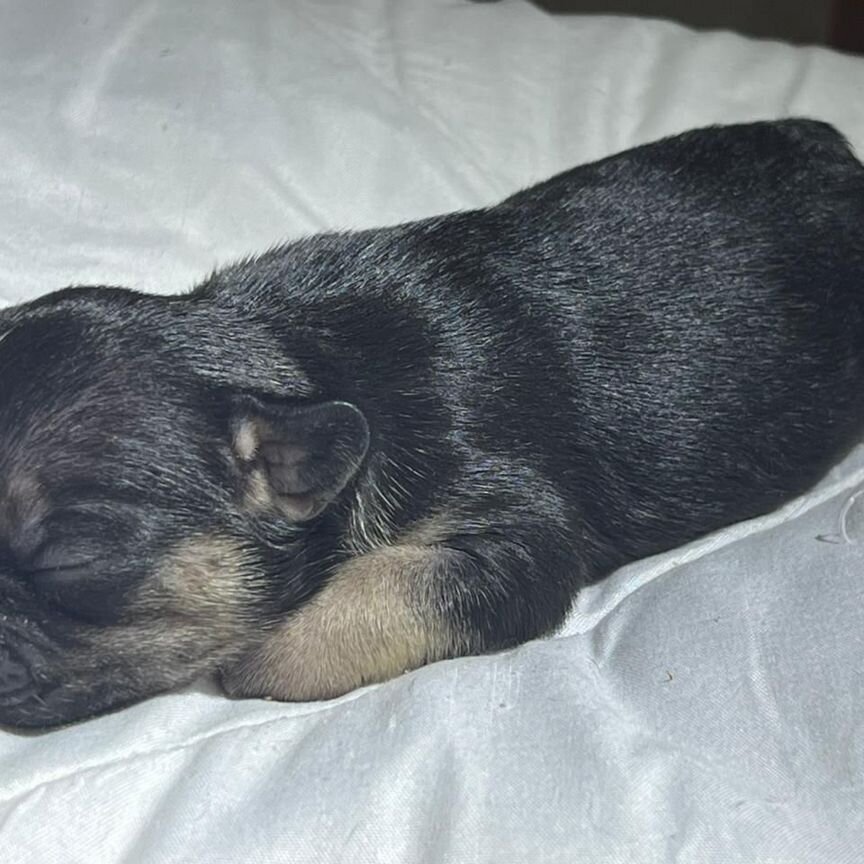 Сладкая бульдожка