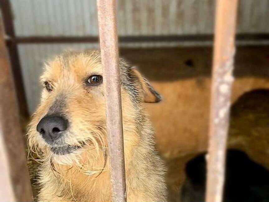 Собака в добрые руки