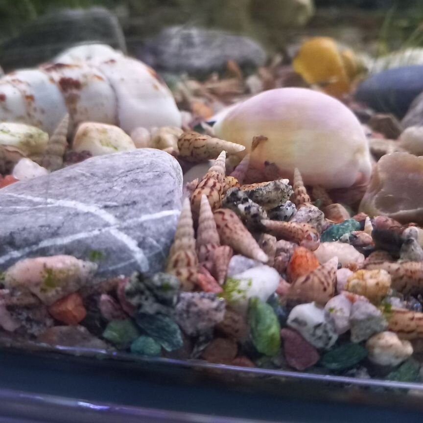 Улитки мелании грунтовые