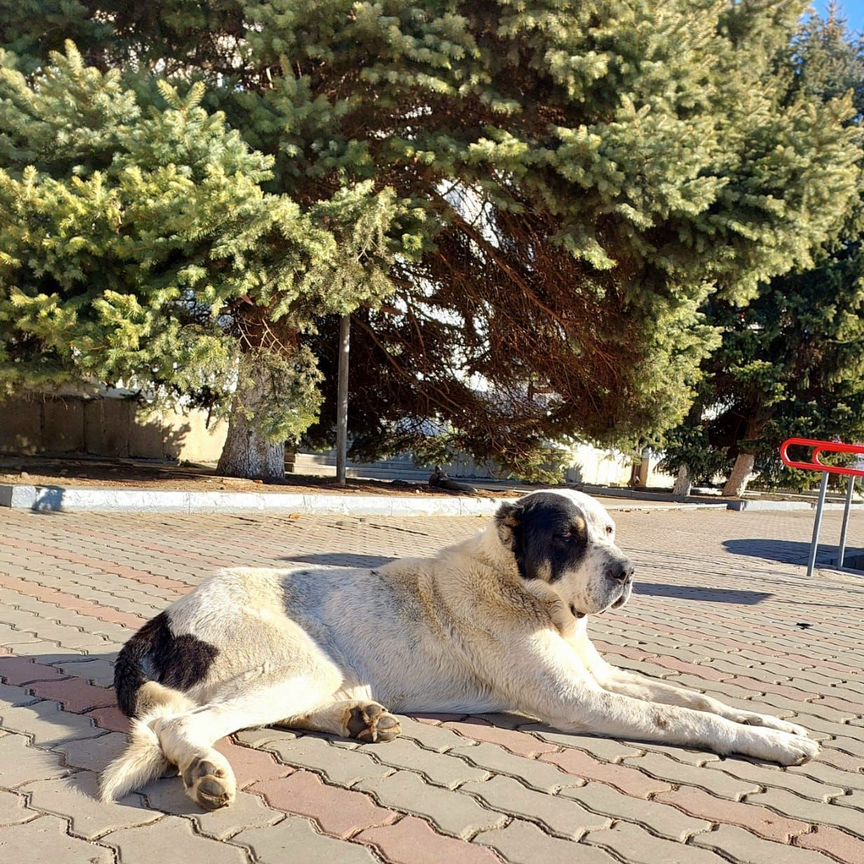Султан в добрые ручки
