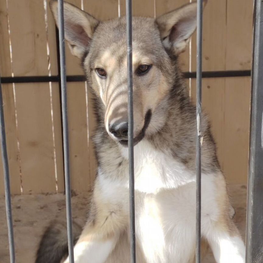 Собака стерилизованная в добрые руки