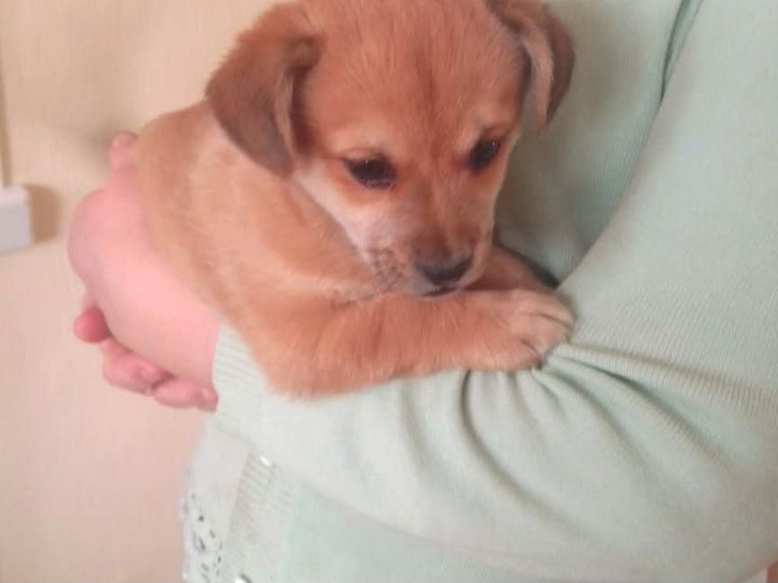 Маленькая собака в добрые руки бесплатно