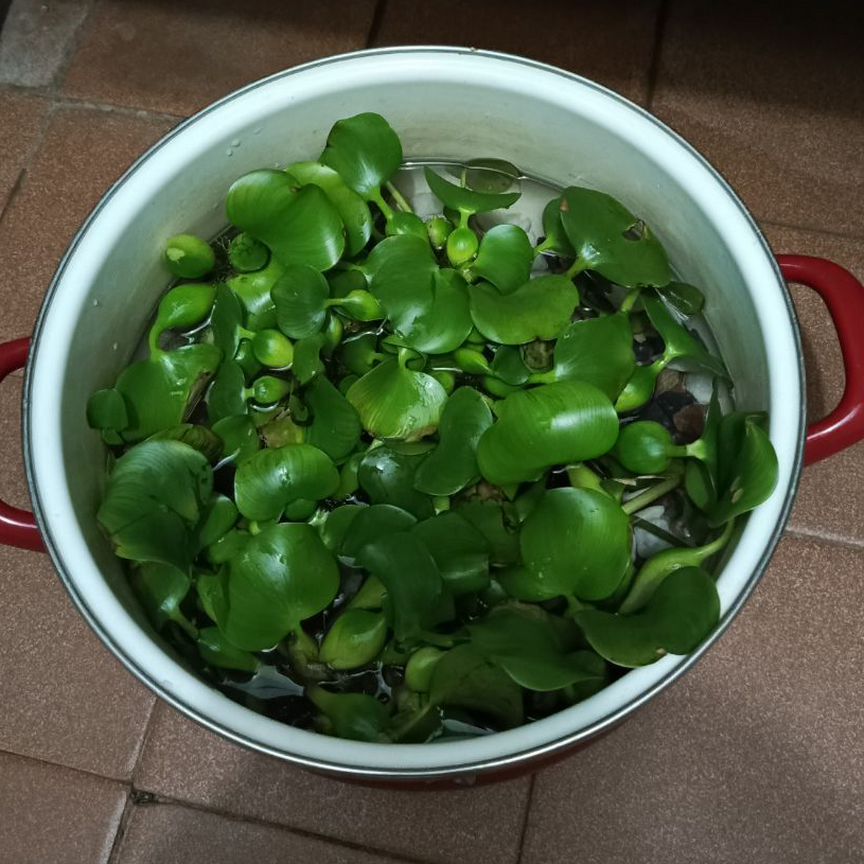 Водоросли для аквариума Эйхорния толстоножковая