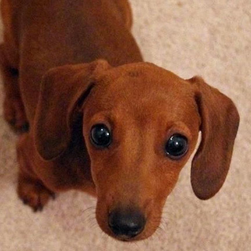 Карликовая такса, щенок