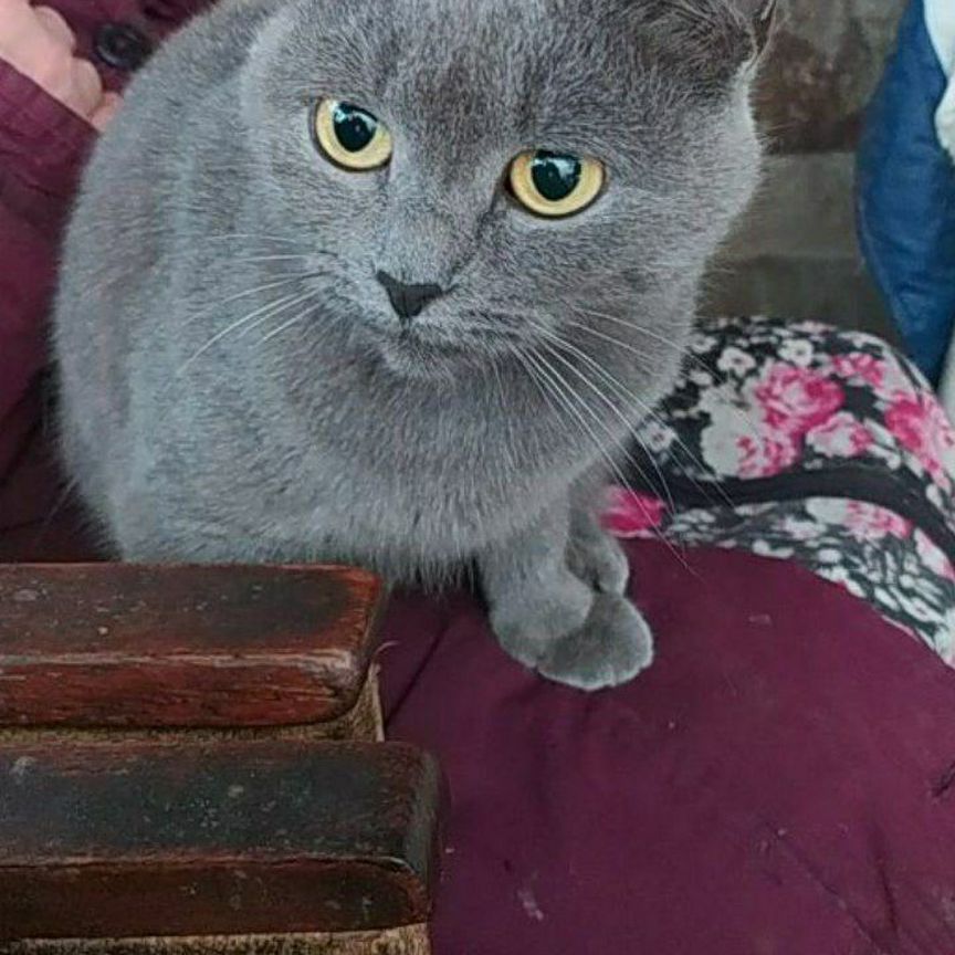 Отдам в добрые руки,кошка